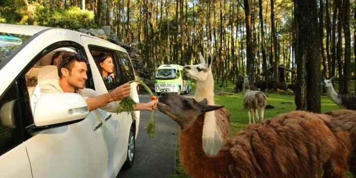Taman Safari Prigen - Wisata Paling Wajib Dikunjungi Keluarga